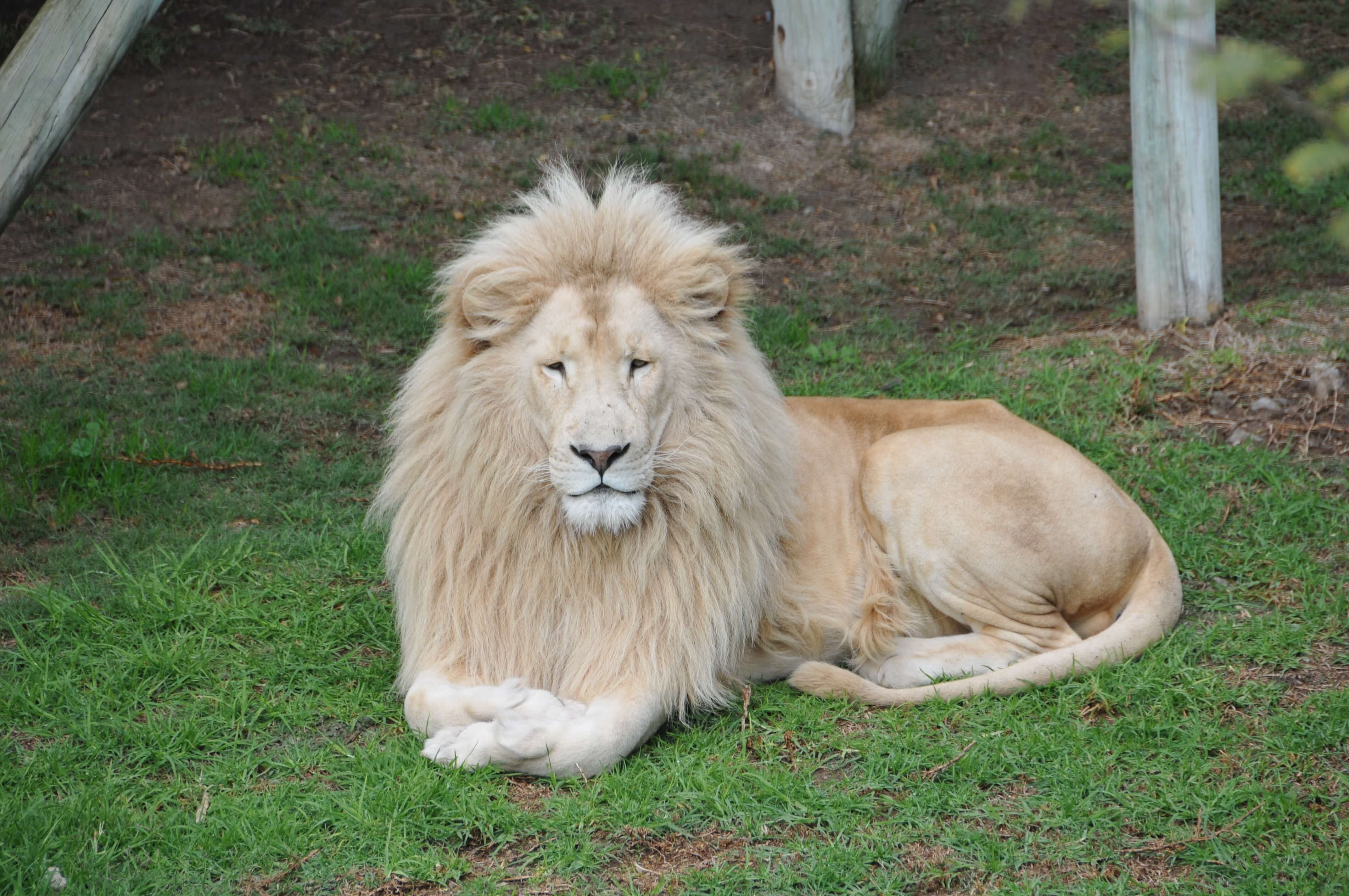 White Lions - Paphos Zoo Map
