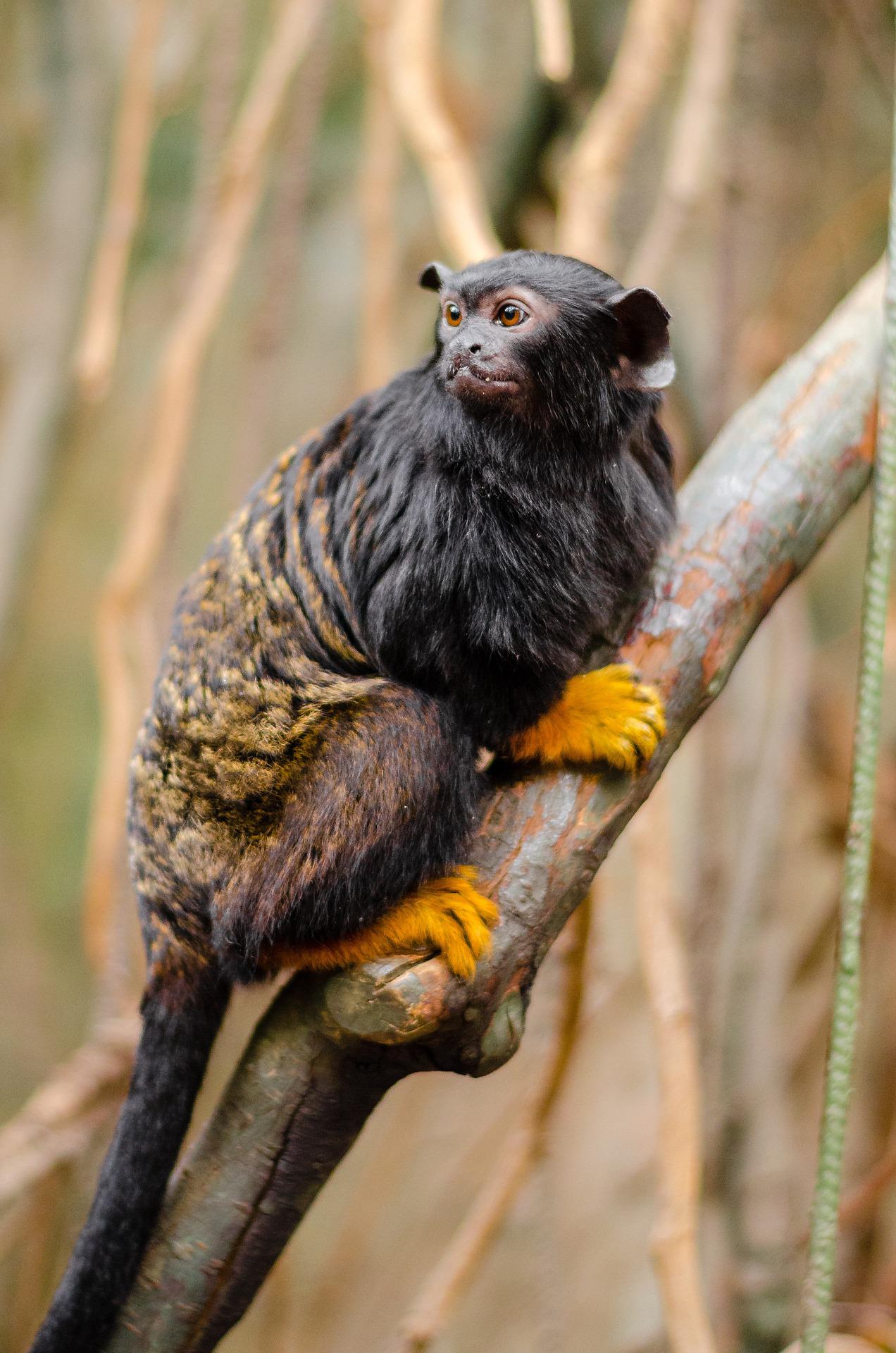 Red Handed Tamarin - Paphos Zoo
