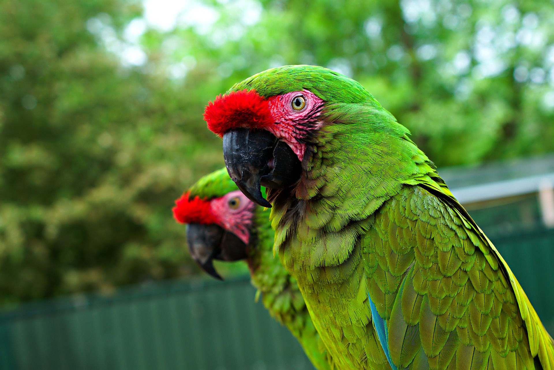 Buffons Macaw - Paphos Zoo