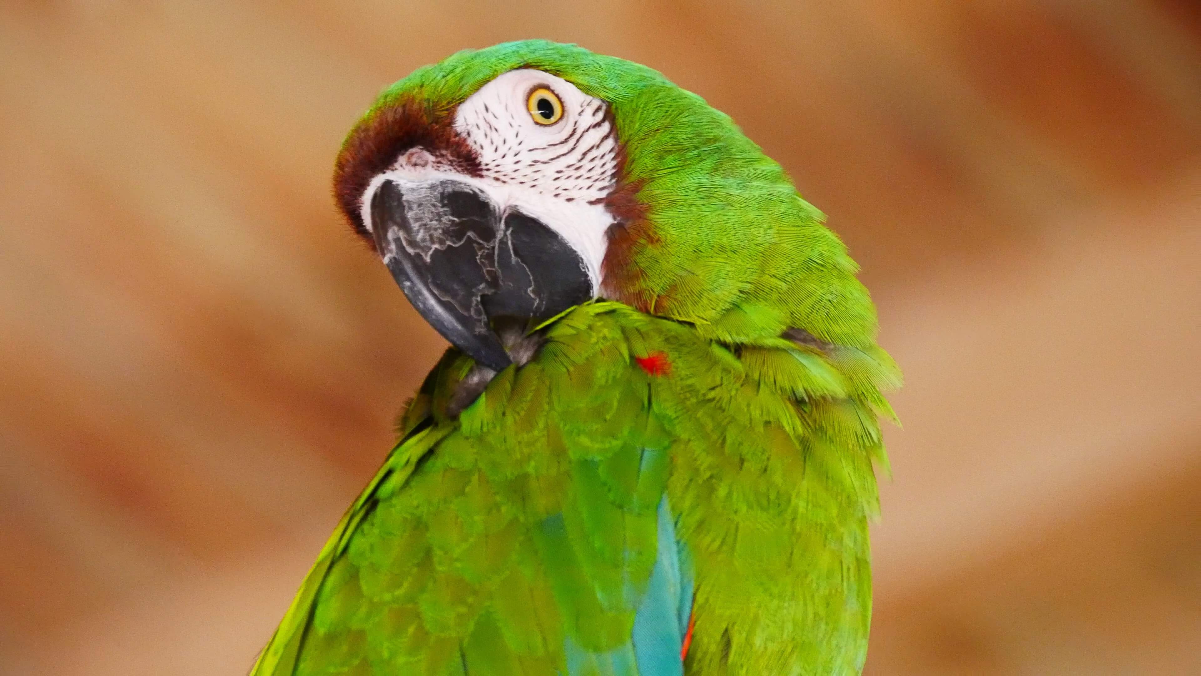 Severe Macaw - Paphos Zoo