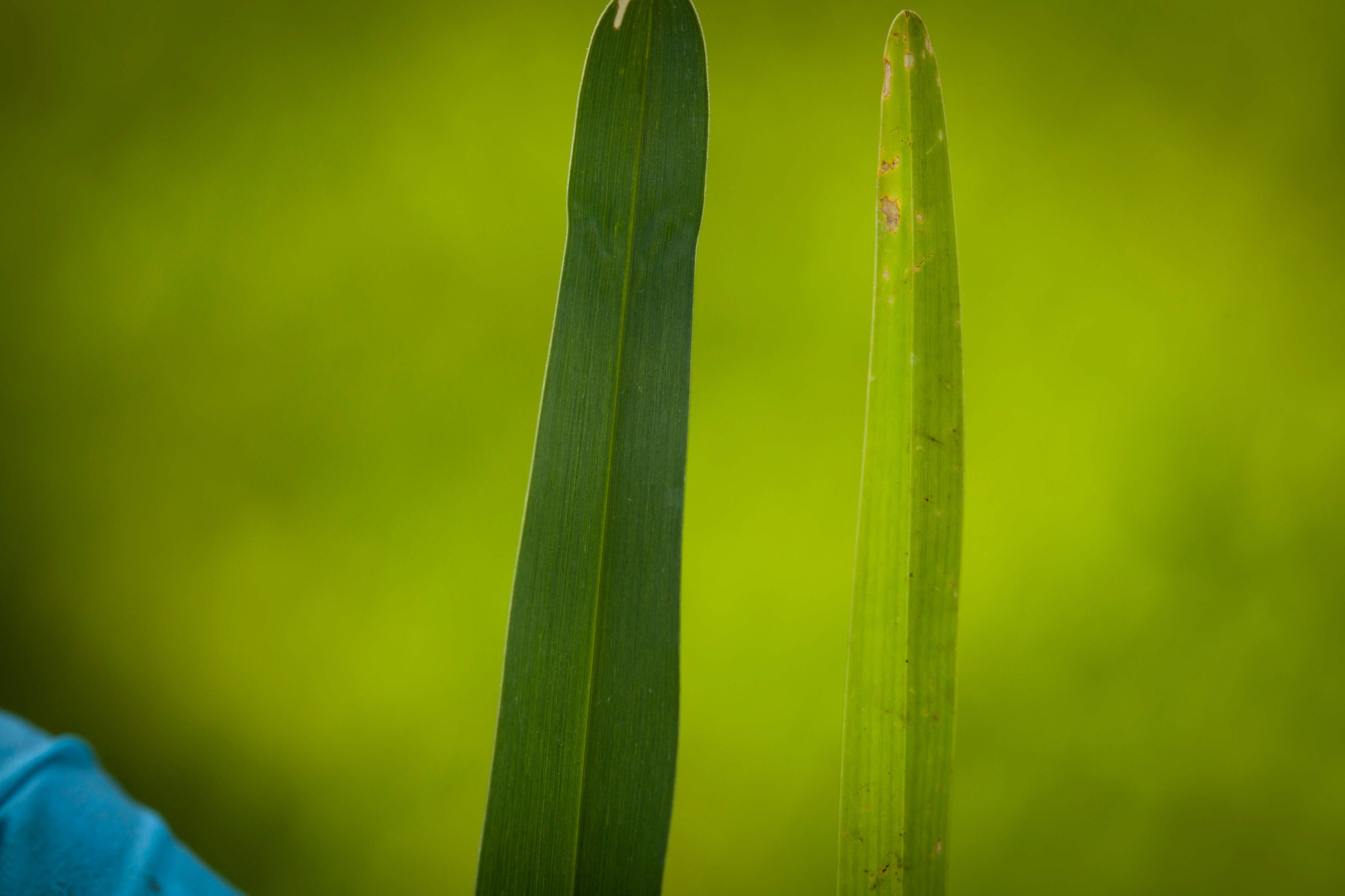Common Sprinkler Repair Irrigation Problems | Ohara Sprinkler
