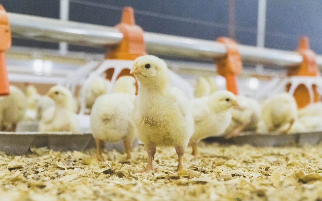 Michigan Allied Poultry Industries