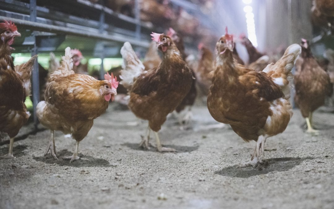 Michigan Allied Poultry Industries