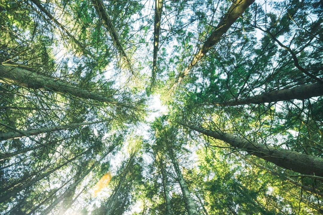 Special forest inhabitants – Ernslaw One