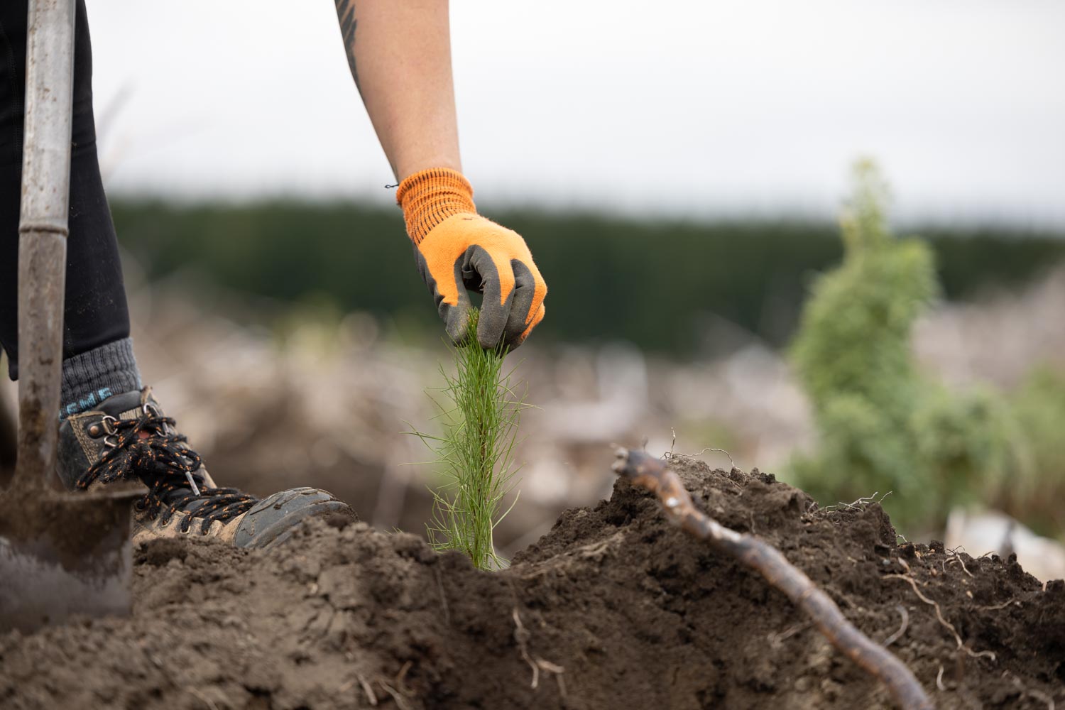 Silviculture | Ernslaw One