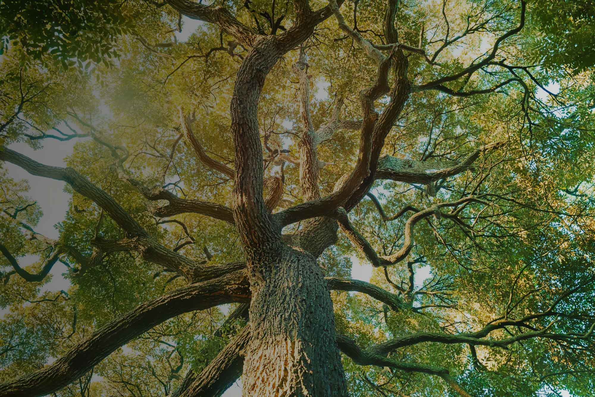 Andrea Facci, Ph.D. - Home Page