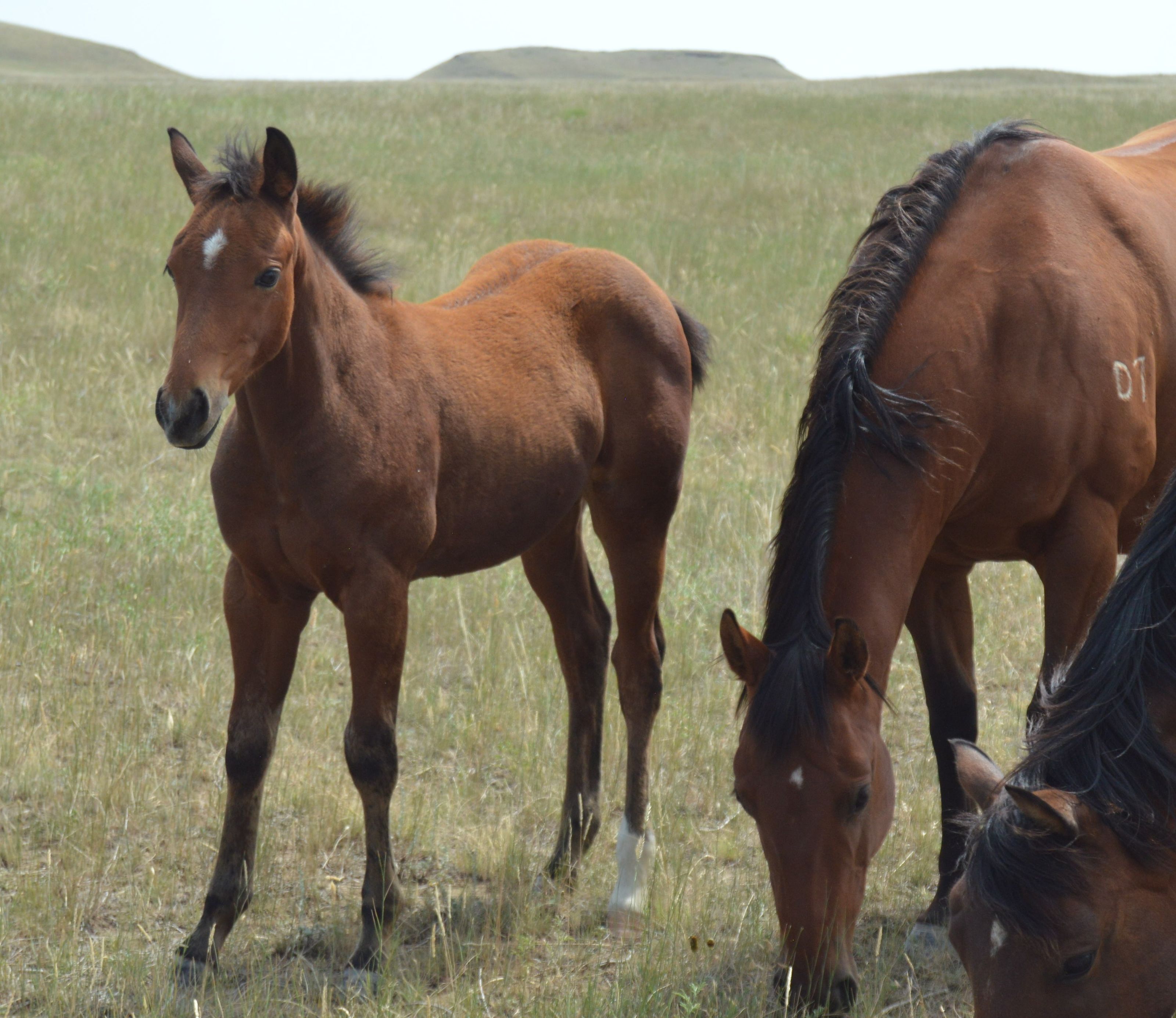 2022 Sale Horses