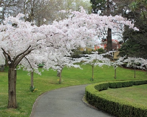 The History of the Dunedin Club