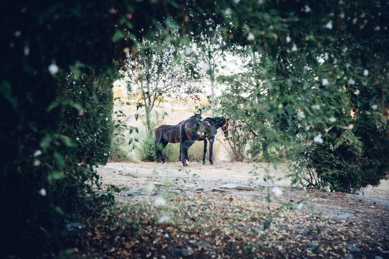 George Scott Rides - Gallery