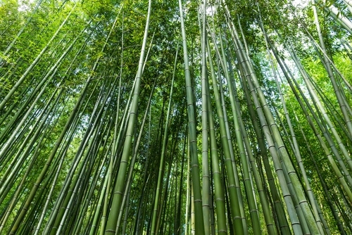 Bamboo Garden Nursery