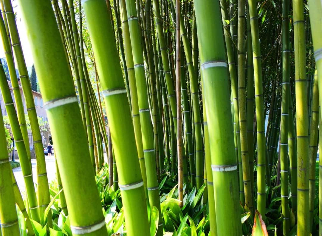 Bamboo Garden Nursery