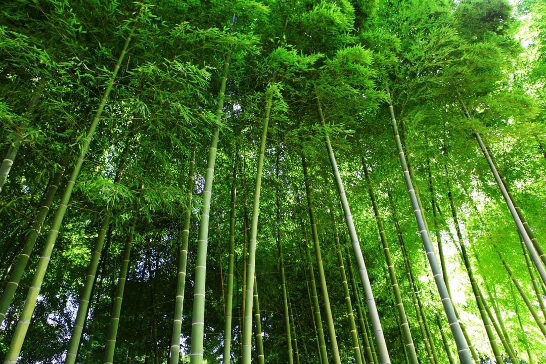 Bamboo Garden Nursery