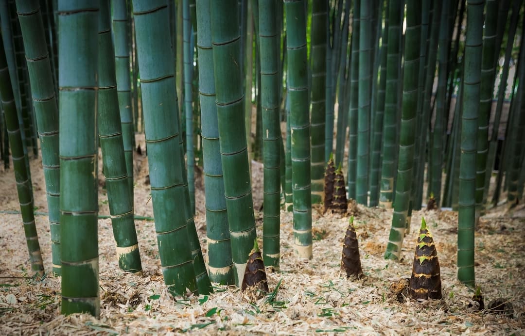 Bamboo Garden Nursery