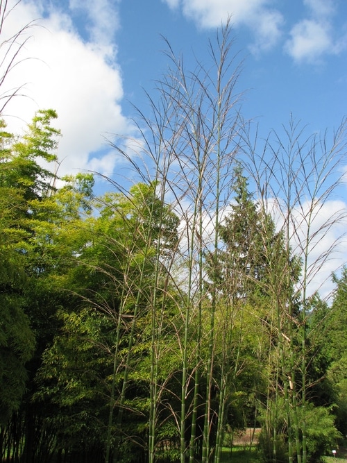 Caring for Bamboo | Bamboo Garden