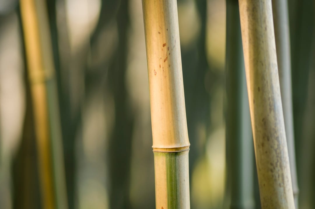 Bamboo Types | Browse Bamboo Garden
