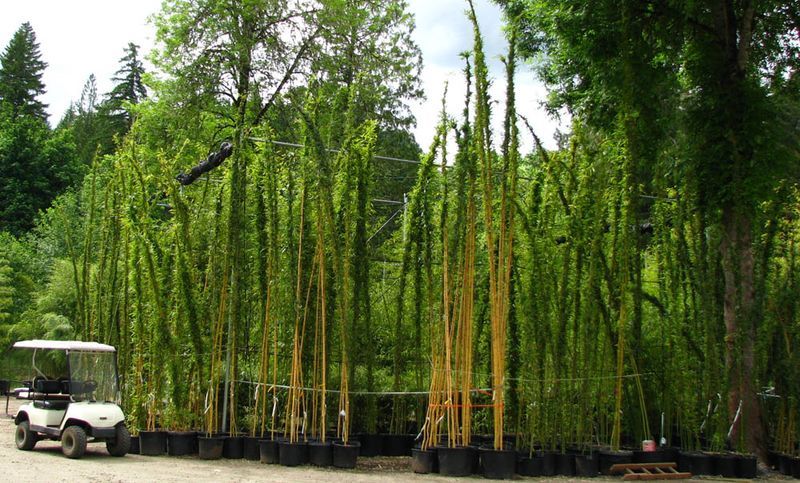 Bamboo Garden Nursery