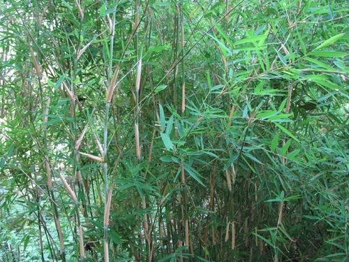 Yushania anceps 'Pitt White' | Bamboo Garden
