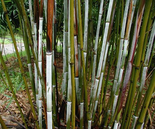 Browse Midsize Running Bamboo | Bamboo Garden