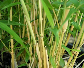 Semiarundinaria fastuosa 'Viridis' Viridis or Green Temple Bamboo ...