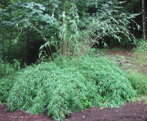 Browse Hardy Clumping Bamboo
