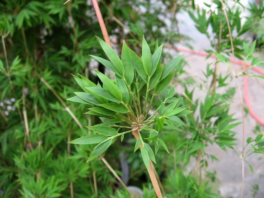 Chusquea delicatula | Bamboo Garden