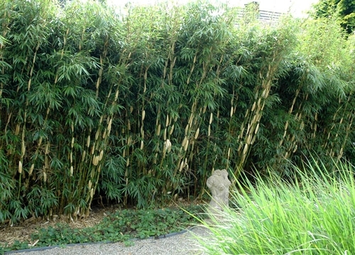Fargesia robusta 'Campbell' Robusta | Bamboo Garden