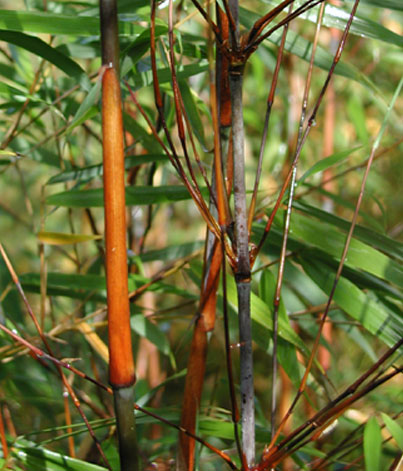 Fargesia sp. 'Scabrida' | Bamboo Garden