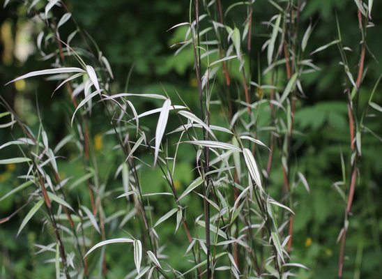 Fargesia sp. 'Scabrida' | Bamboo Garden