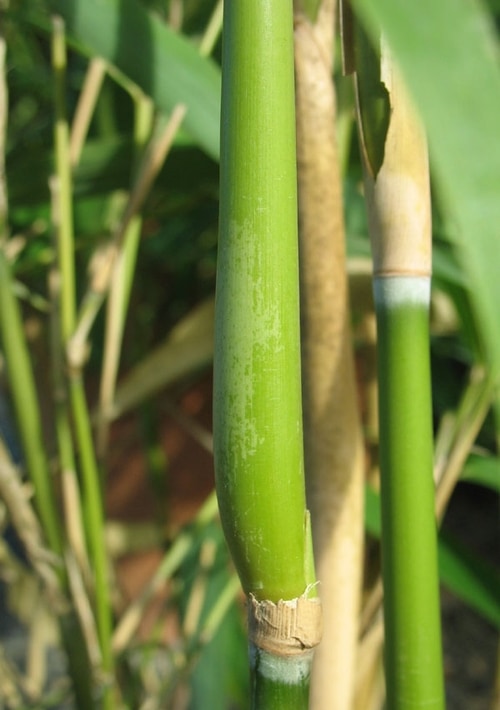 Pseudosasa japonica Japanese Arrow Bamboo, Yadake | Bamboo Garden