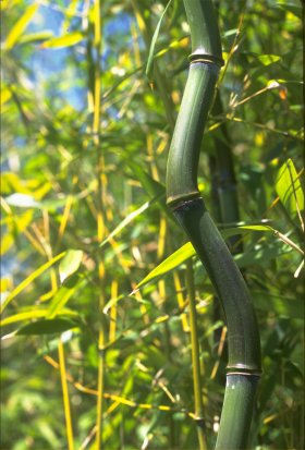 Cold Hardy Bamboo | Bamboo Garden