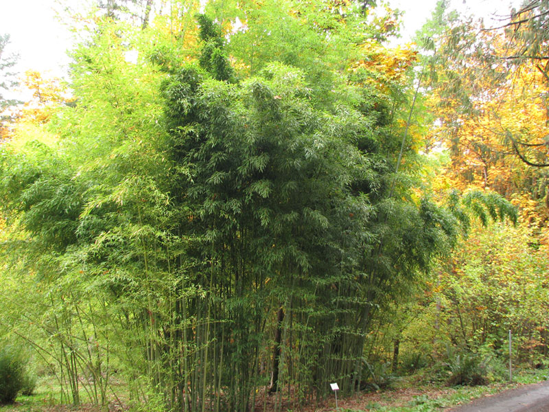 Phyllostachys nigra 'Henon' Henon | Bamboo Garden