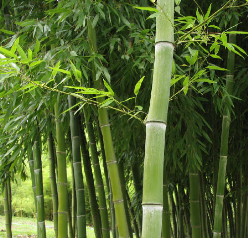 Cold Hardy Bamboo | Bamboo Garden