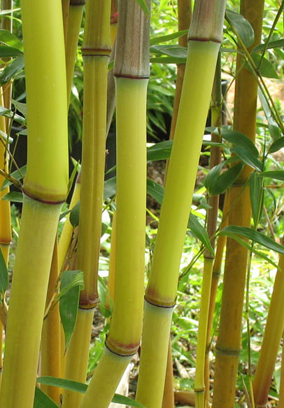 Phyllostachys aureosulcata 'Lama Temple' Llama Temple | Bamboo Garden