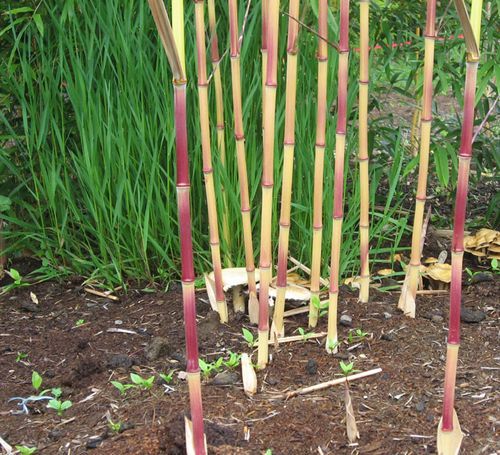 Phyllostachys aureosulcata 'Lama Temple' Llama Temple | Bamboo Garden