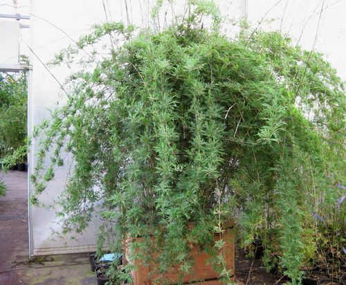 Chusquea delicatula | Bamboo Garden