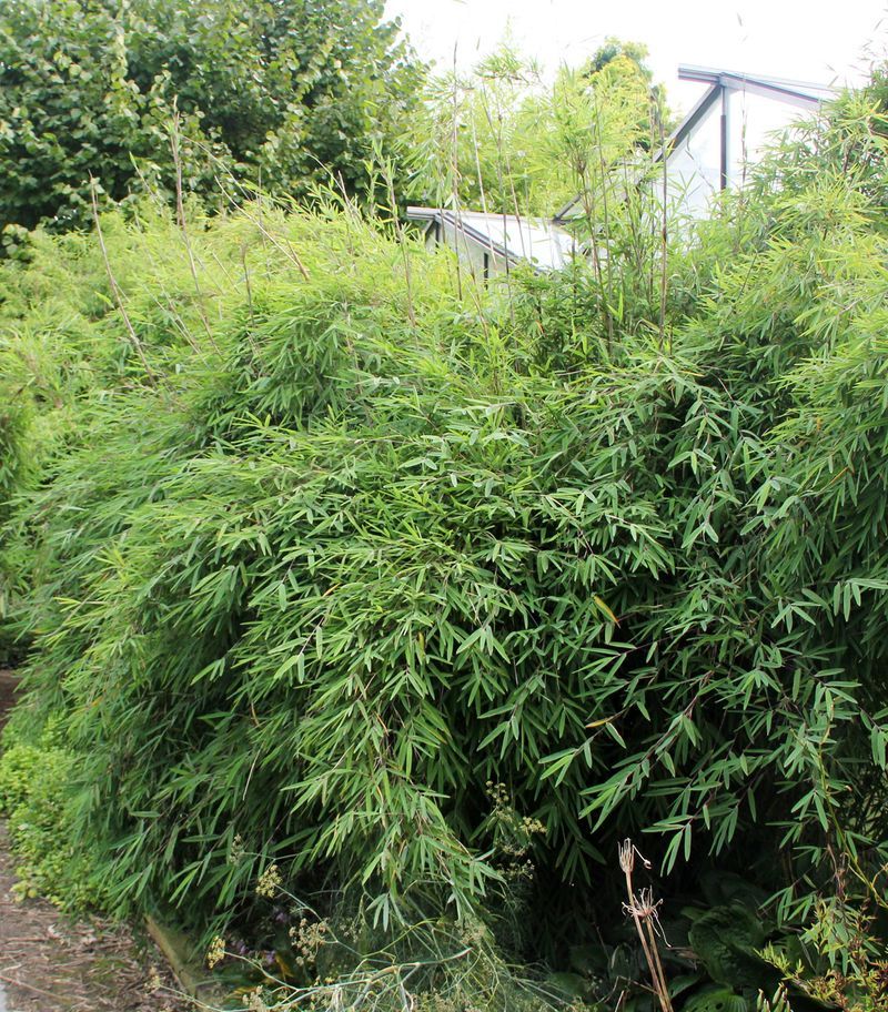 Chusquea delicatula | Bamboo Garden