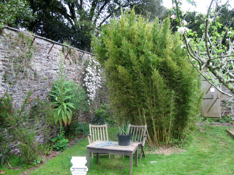 Chusquea culeou 'Aisen 2' seeding stock | Bamboo Garden