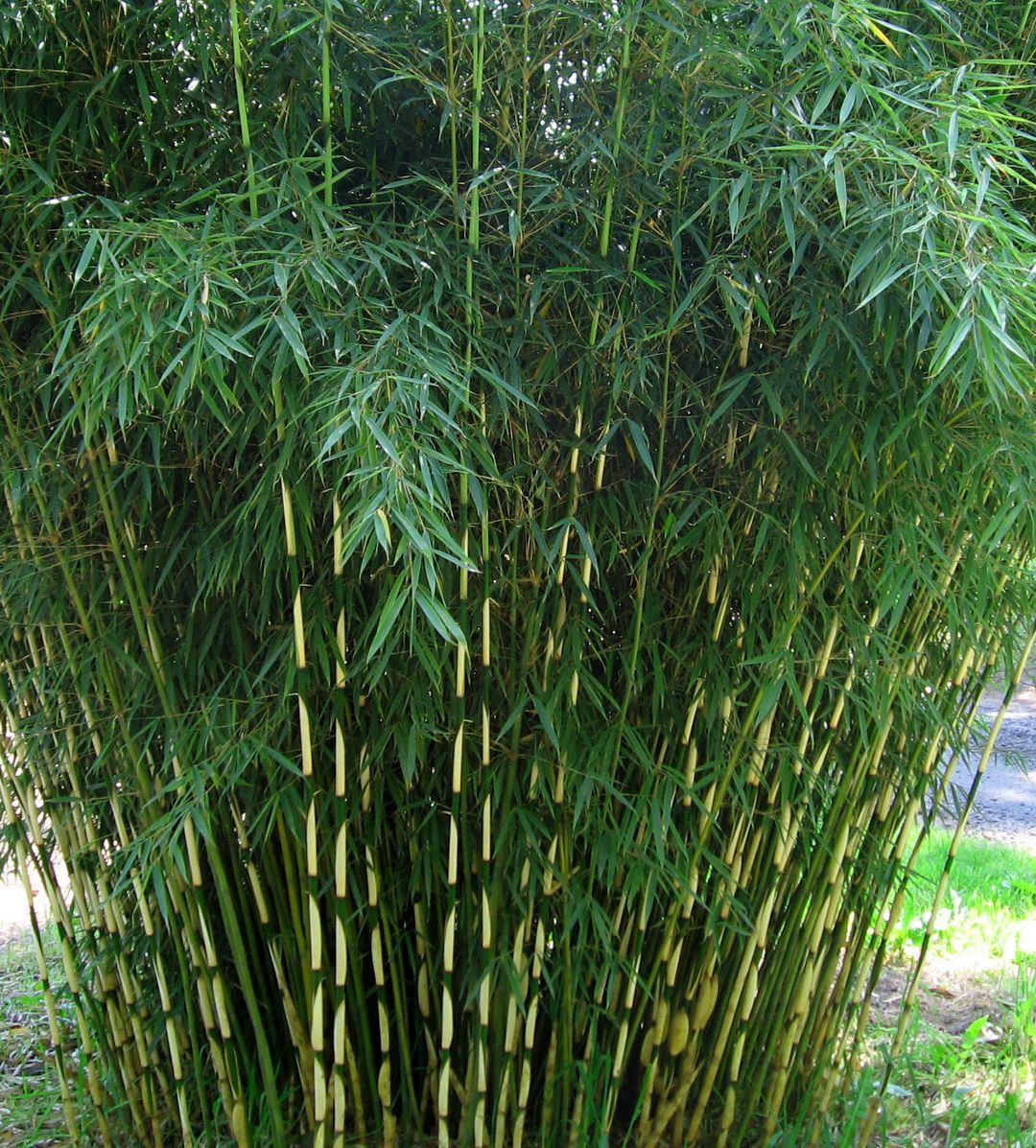 Fargesia sp. 'Rufa' "Green Panda" Green Panda | Bamboo Garden