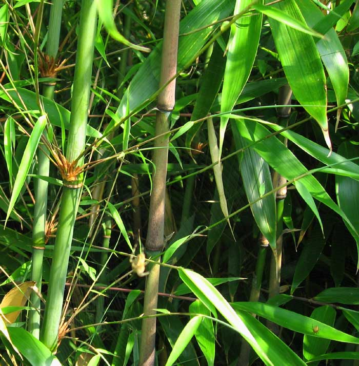 Fargesia robusta 'Wolong' | Bamboo Garden
