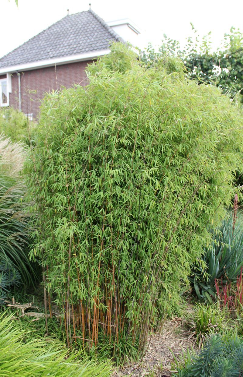 Fargesia sp. 'Jiuzhaigou' I Red Dragon | Bamboo Garden