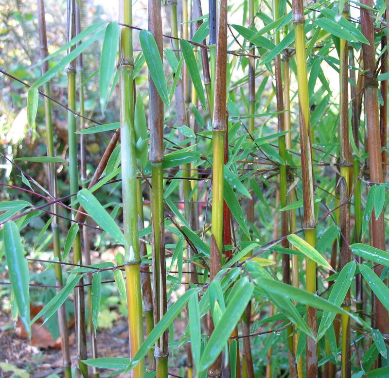 Fargesia sp. 'Jiuzhaigou' I Red Dragon | Bamboo Garden