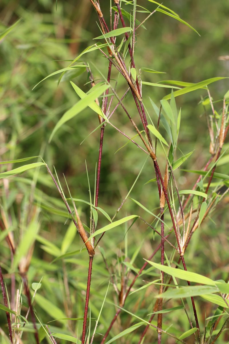 Fargesia sp. 'Jiuzhaigou' I Red Dragon | Bamboo Garden