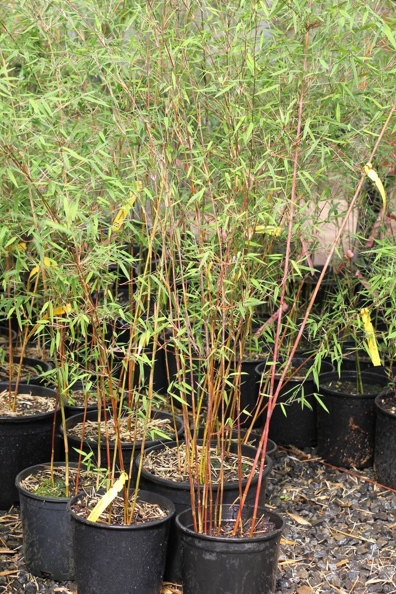 Fargesia sp. 'Jiuzhaigou' I Red Dragon | Bamboo Garden