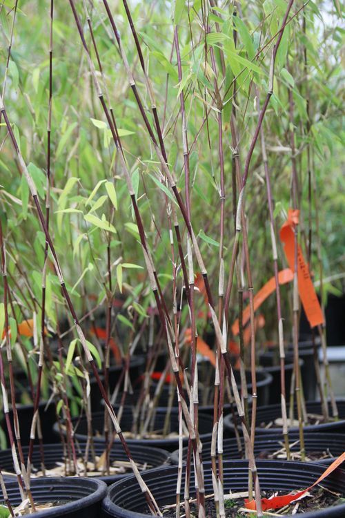 Fargesia sp. 'Jiuzhaigou' I Red Dragon | Bamboo Garden