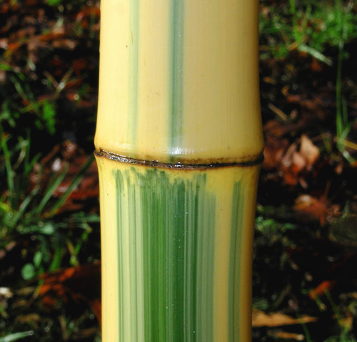 Phyllostachys praecox 'Viridisulcata' Early Bamboo | Bamboo Garden