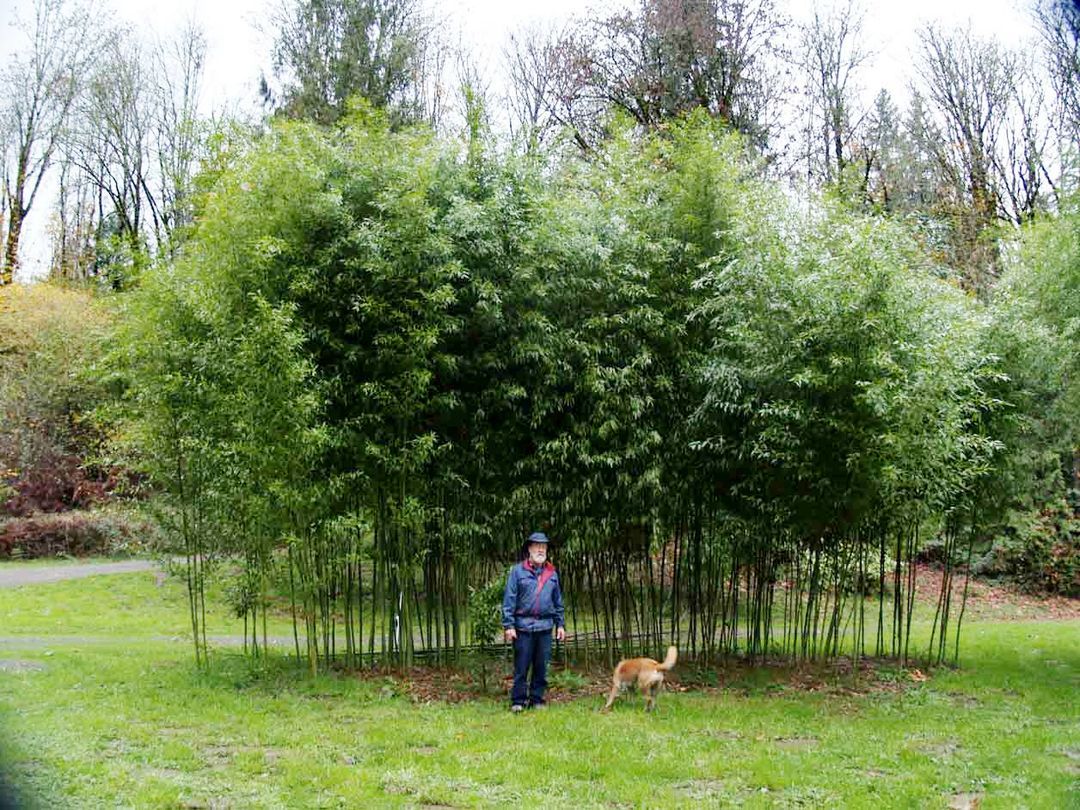 Browse Midsize Running Bamboo | Bamboo Garden