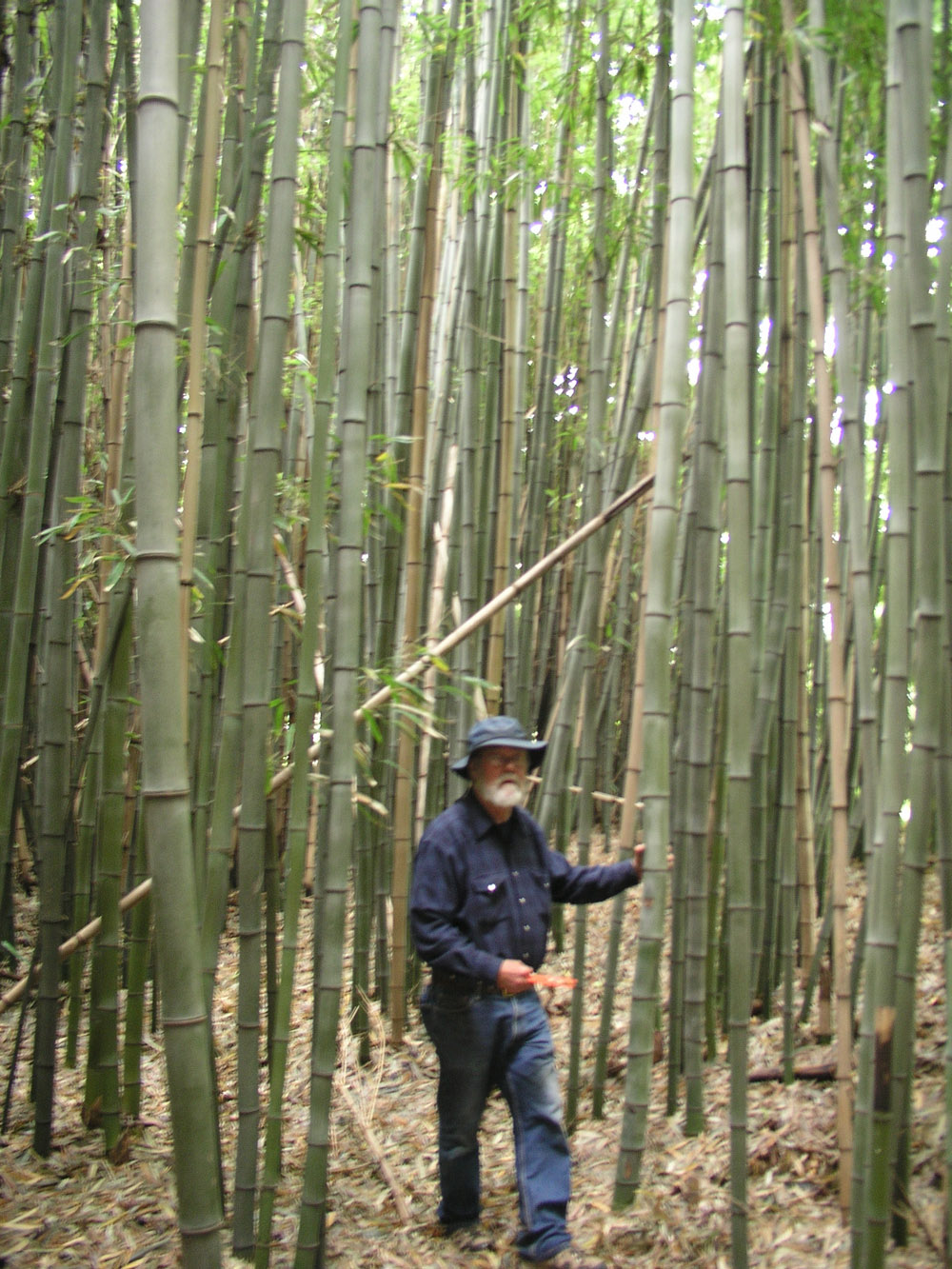 Phyllostachys nigra 'Henon' Henon | Bamboo Garden