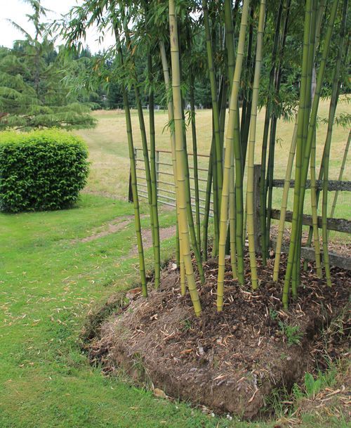 Phyllostachys vivax Chinese Timber Bamboo | Bamboo Garden