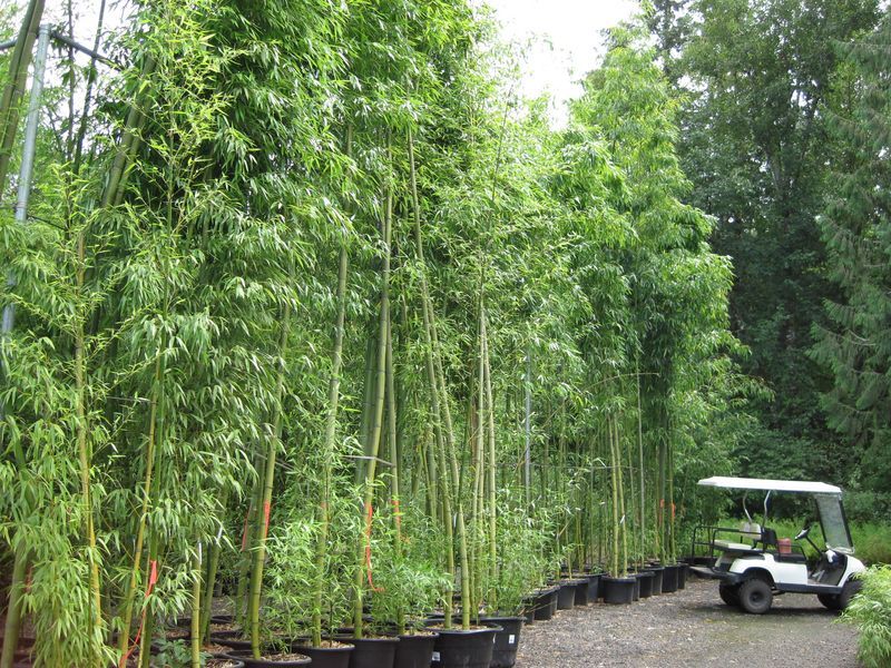 Phyllostachys vivax Chinese Timber Bamboo | Bamboo Garden
