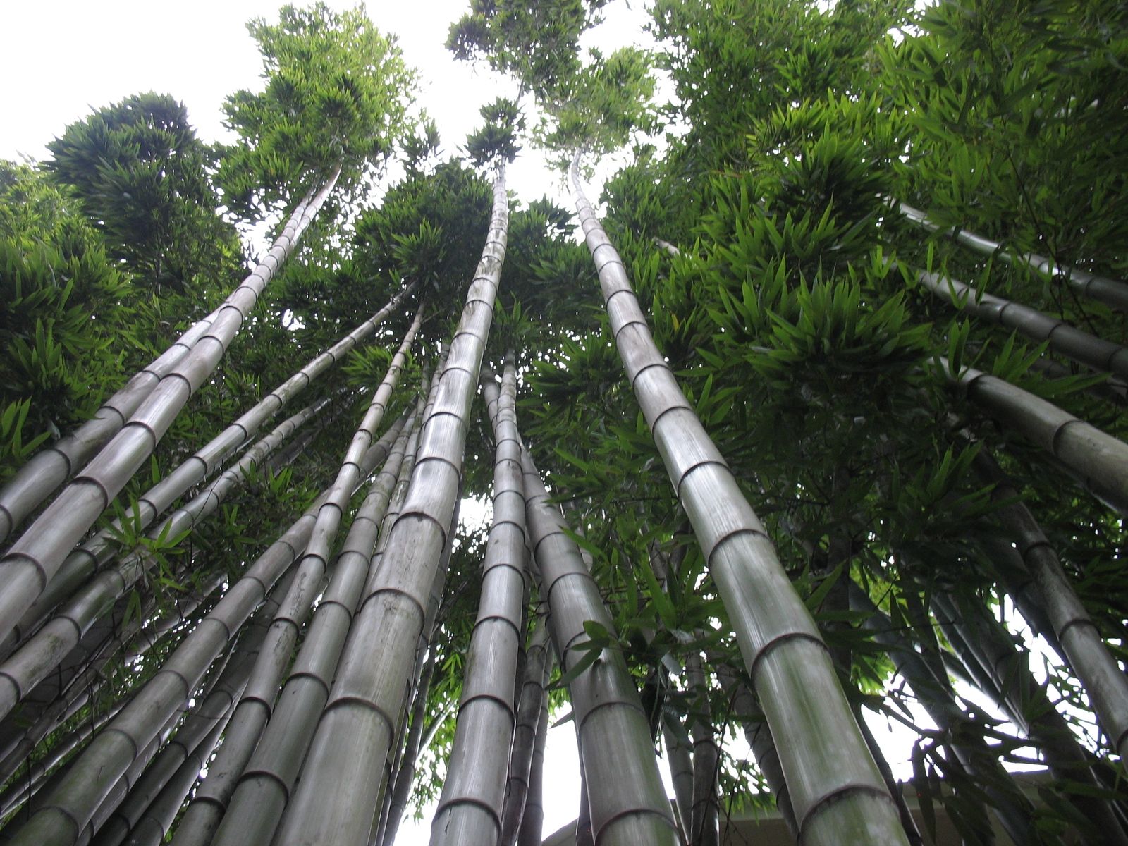 Phyllostachys nigra 'Henon' Henon | Bamboo Garden